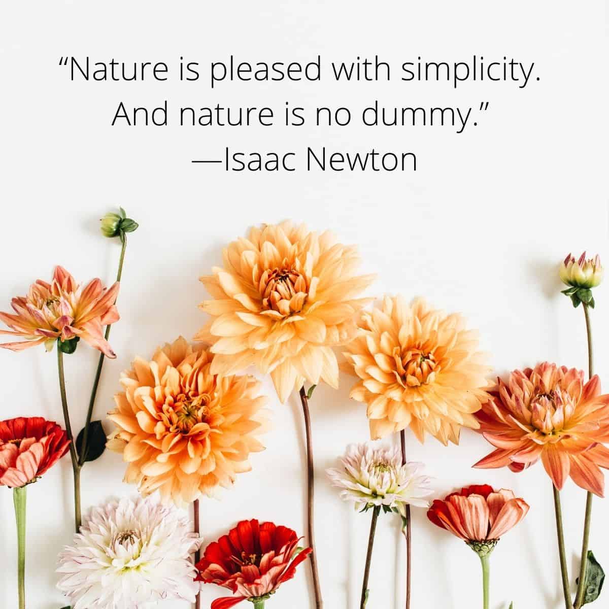 Simplicity Of Life Quotes